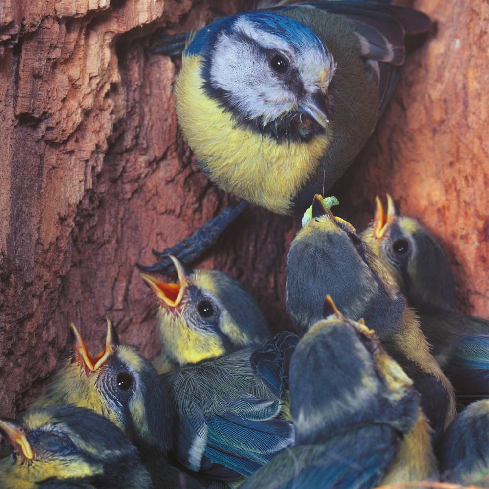 When Do Blue Tits Start Nesting Essential Guide For Bird Lovers
